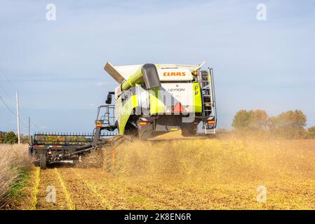 Harvesting Soy Beans. Claas Lexion 7500 Combine. Ontario County ...