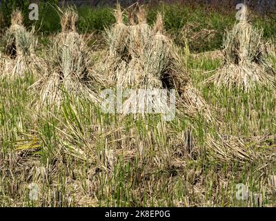 Piled bundles of rice stalks in a newly harvested field near Yokohama ...