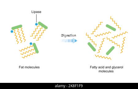 Scientific Designing of Fat Molecules Digestion. Lipase Enzyme Effect ...