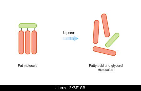 Scientific Designing of Fat Molecules Digestion. Lipase Enzyme Effect ...