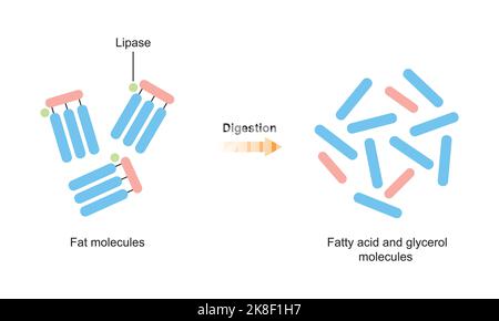Scientific Designing of Fat Molecules Digestion. Lipase Enzyme Effect ...