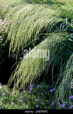 Panicum amarum 'Dewey Blue' Panicum Switchgrass smooth, blue-tinted ...