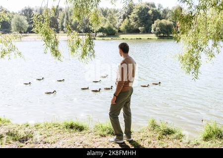 Ducks swimming in the lake in the sunshine Stock Photo - Alamy