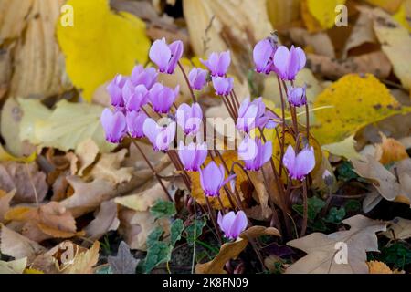 Cyclamen hederifolium, the ivy-leaved cyclamen in flower Stock Photo ...