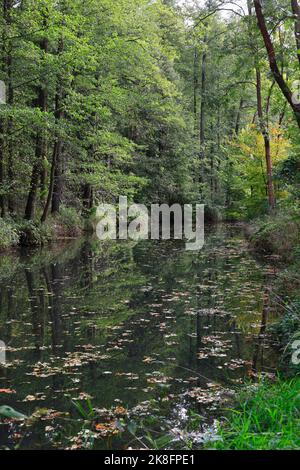 Spreewald in autumn, Brandenburg, Germany Stock Photo - Alamy