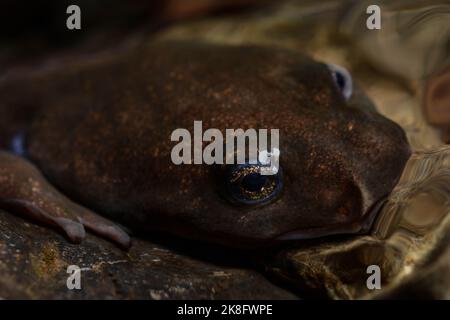 A paedomorphic adult Cope's Giant Salamander (Dicamptodon copei) from ...