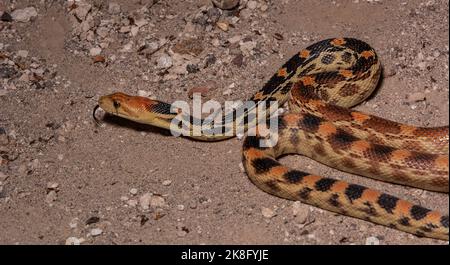 Baja California Gophersnake (Pituophis vertebralis bimaris) from San ...