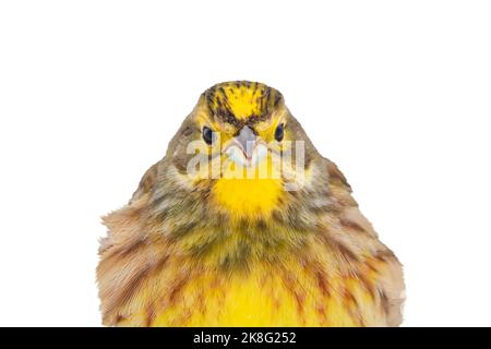 fat yellow bird looks into the frame isolated on white Stock Photo - Alamy