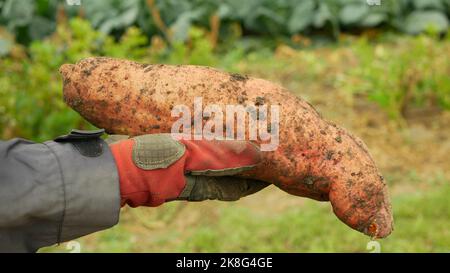 Sweet potato harvest tuberous tuber roots field bio Ipomoea batatas ...
