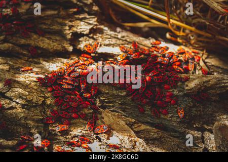 Red bug. Accumulation of soldier bugs. Red beetles in sun. Flock of ...