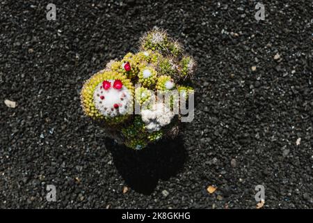 Top view of small cactus with thin thorns growing under sunlight in ...