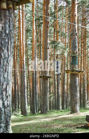 Child standing on platform on coniferous tree while exploring obstacle ...