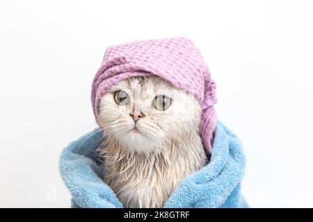Funny cat, after bathing, wrapped in a blue towel in a violet cap on ...