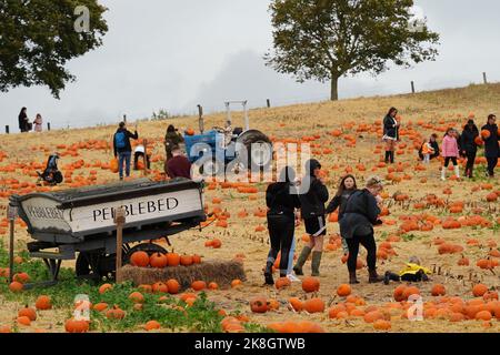 Exeter, UK - October 2022: Families visit a pick your own farm to pick ...