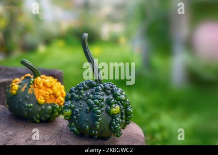 decorative pumpkins of different varieties are collected against a ...