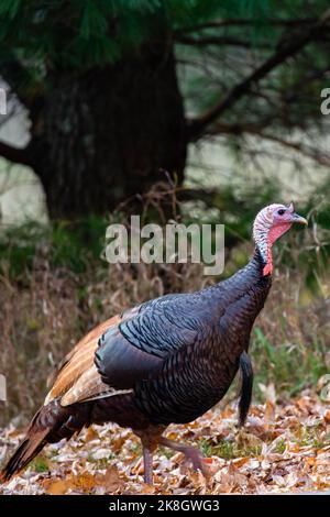 Rare wild male turkey (Meleagris gallopavo) erythritic color phase also ...