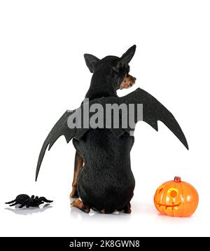 Little dog miniature pinscher dancing on the background of a beautiful ...