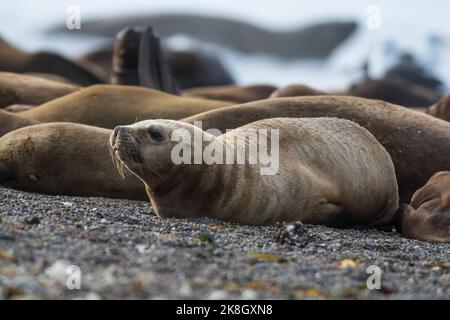 Sea lions baby, Peninsula Valdes, Patagonia, Argentina Stock Photo - Alamy