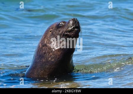 Sea lions, Peninsula Valdes, Patagonia, Argentina Stock Photo - Alamy