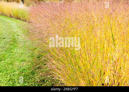 Panic grass, Panicum virgatum, Turn Red, Switch Grass, Panicums, Autumn ...