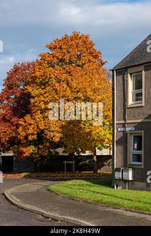 23 October 2022. Moray, Scotland. This is a display of the Autumn ...