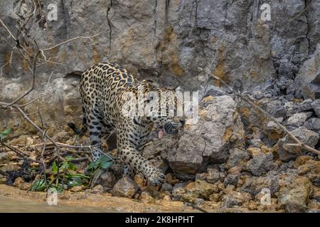 Jaguar snarling lying on a fallen tree in the Pantanal Stock Photo - Alamy