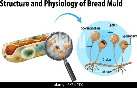 Structure and Physiology of Bread Mold illustration Stock Vector Image ...