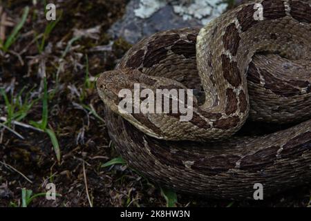 Central Plateau dusky rattlesnake (Crotalus triseriatus) from Morelos ...