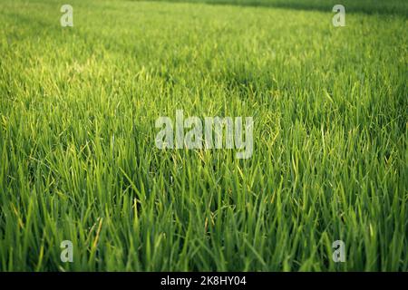 Terrace Rice Fields or sawah padi in morning sunshine Stock Photo - Alamy