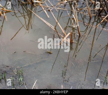 A breeding adult male Northern Leopard Frog (Lithobates pipiens) from ...