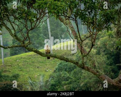 A Yellow Falcon Known as Yellow-Headed Caracara (Milvago chimachima ...