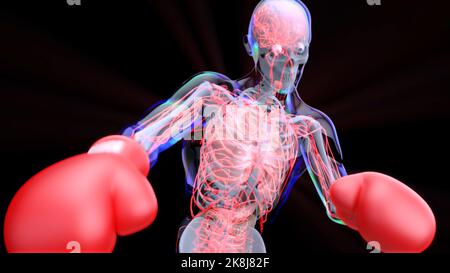 Abstract 3D anatomy of a man boxing Stock Photo - Alamy
