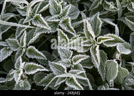 first frost on green nettle mint leaves, view rom above Stock Photo - Alamy