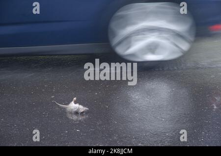 Black rat Rattus rattus run over. Juvenile. Gran Canaria. Canary ...
