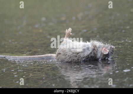 Black rat Rattus rattus run over. Juvenile. Gran Canaria. Canary ...