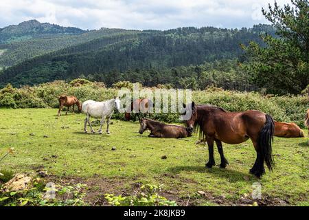 Wild horses along the road to San Andres de Teixido, A Coruna Province ...