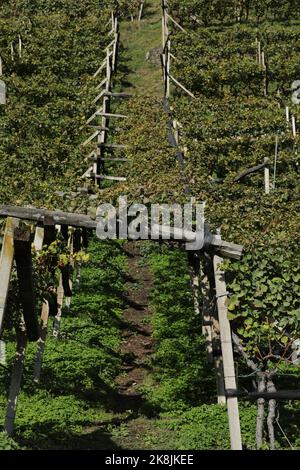 Vineyard terraces in South Tyrol Stock Photo - Alamy