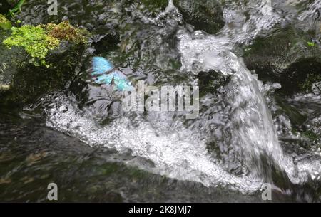 Drowned butterfly in a blue swimming pool Stock Photo - Alamy
