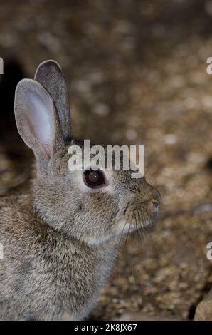 European rabbit Oryctolagus cuniculus. The Nublo Rural Park. Tejeda ...