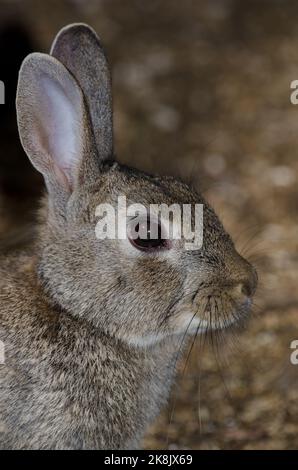 European rabbit Oryctolagus cuniculus. The Nublo Rural Park. Tejeda ...