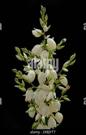 A closeup shot of white Adam's needle flowers on a sunny day Stock ...
