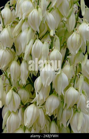 A vertical shot of white Adam's needle flowers in the garden Stock ...