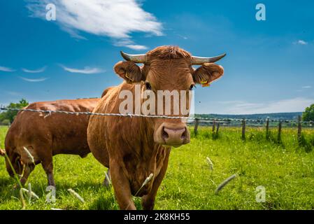 A brown buffalo inside the wired fence in the meadows Stock Photo - Alamy