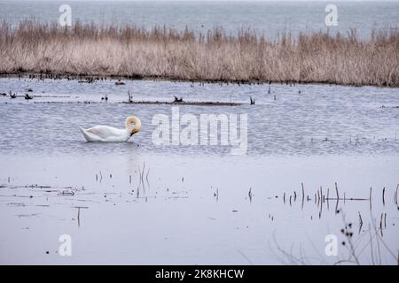 An aerial view of mute swan floating in lake Stock Photo - Alamy