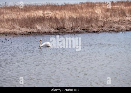 An aerial view of mute swan floating in lake Stock Photo - Alamy