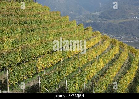 Vineyard terraces in South Tyrol Stock Photo - Alamy