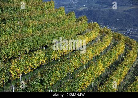 Vineyard terraces in South Tyrol Stock Photo - Alamy
