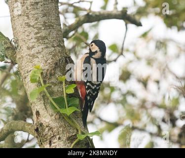 Great spotted woodpecker, female, Dendrocopos major, Syn Picoides major ...
