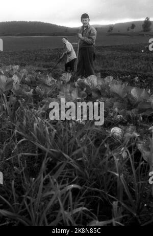 WW2 Oslo 19440924 Vegetable parcels at Bogstad. .. Food Photo: NTB ...