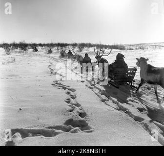 Finnmark 1952. Sami home defense soldiers on reindeer patrol exercise ...
